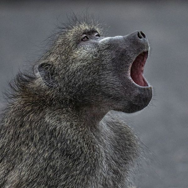 Australian Photography Awards